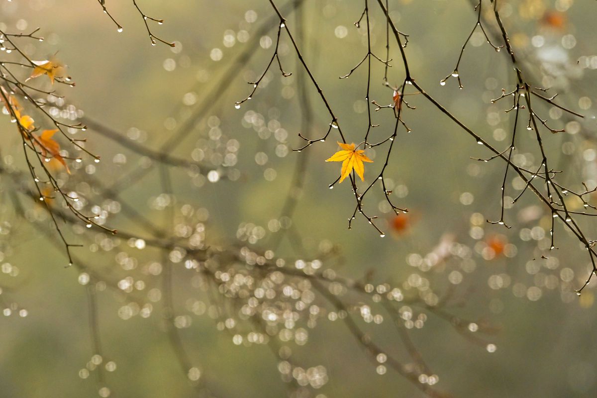 雨上がり | GANREF