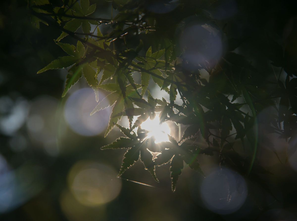 真夏の紅葉 | GANREF