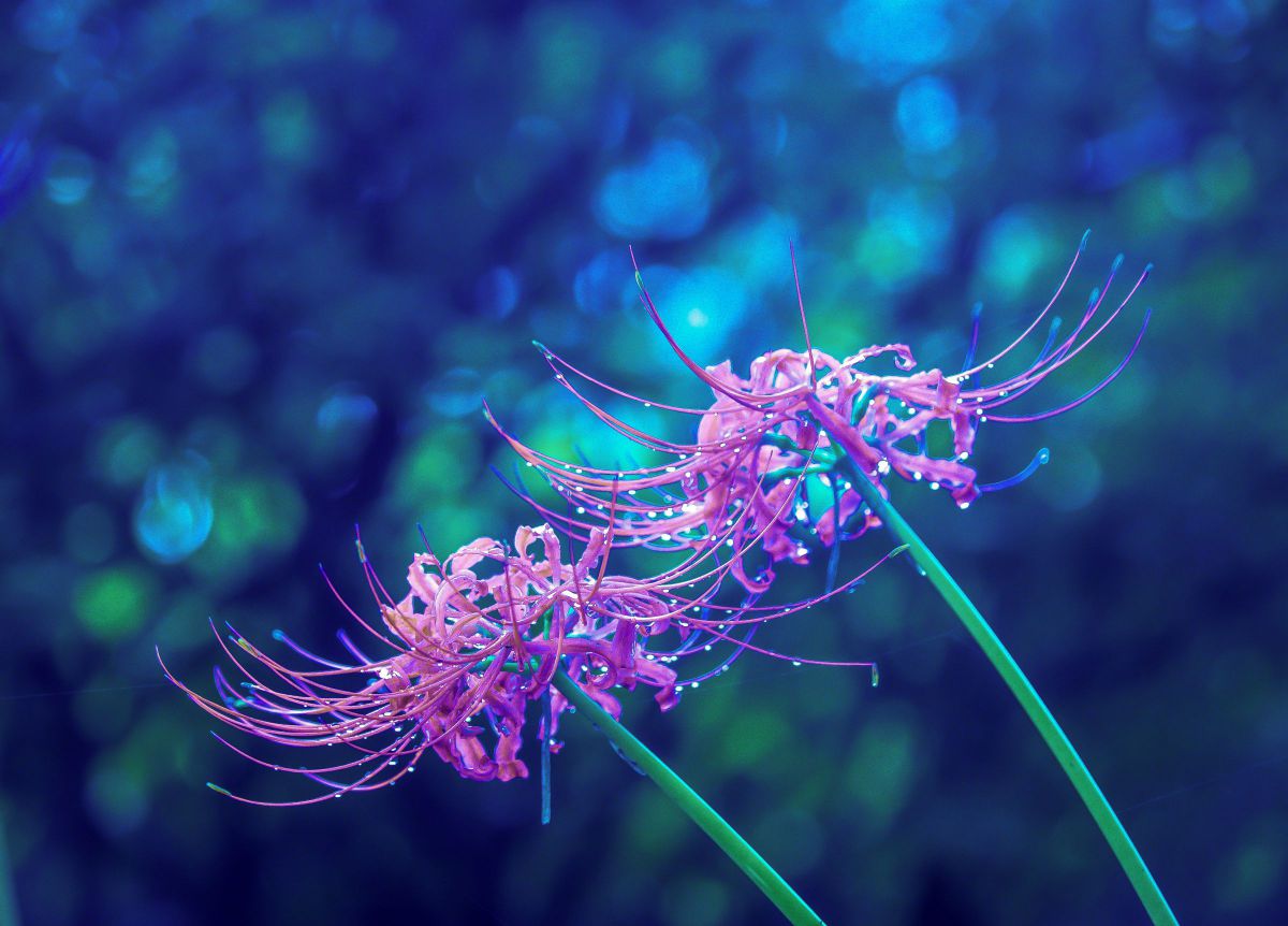 蒼い光に | GANREF