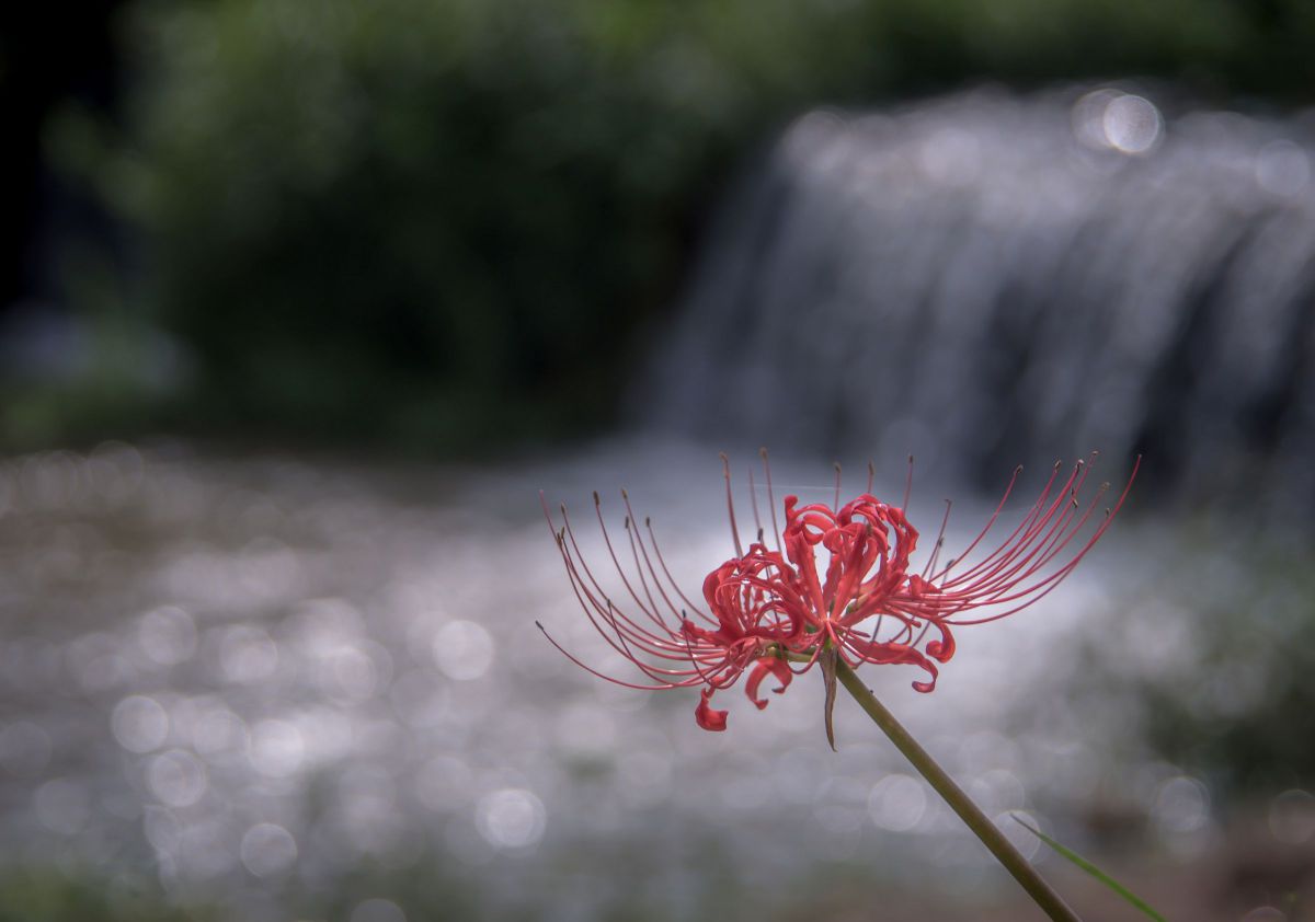 ヒガンバナ | GANREF