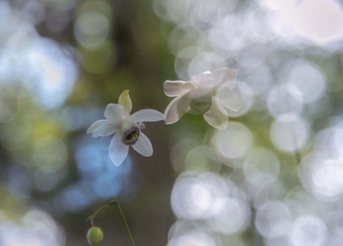 夏の妖精 2 | GANREF