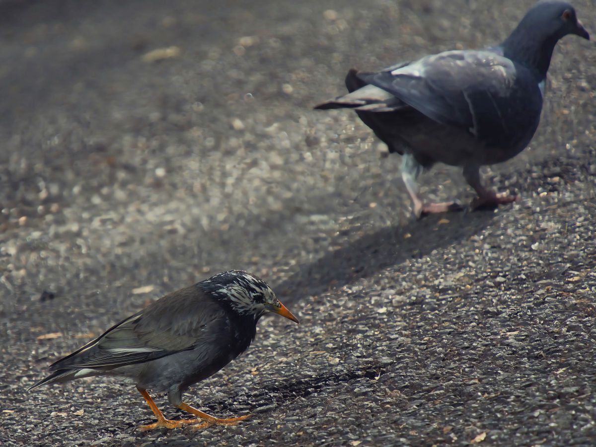 ムク vs ハト | GANREF