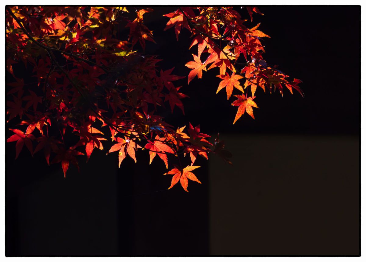 bright red 紅蓮 | GANREF