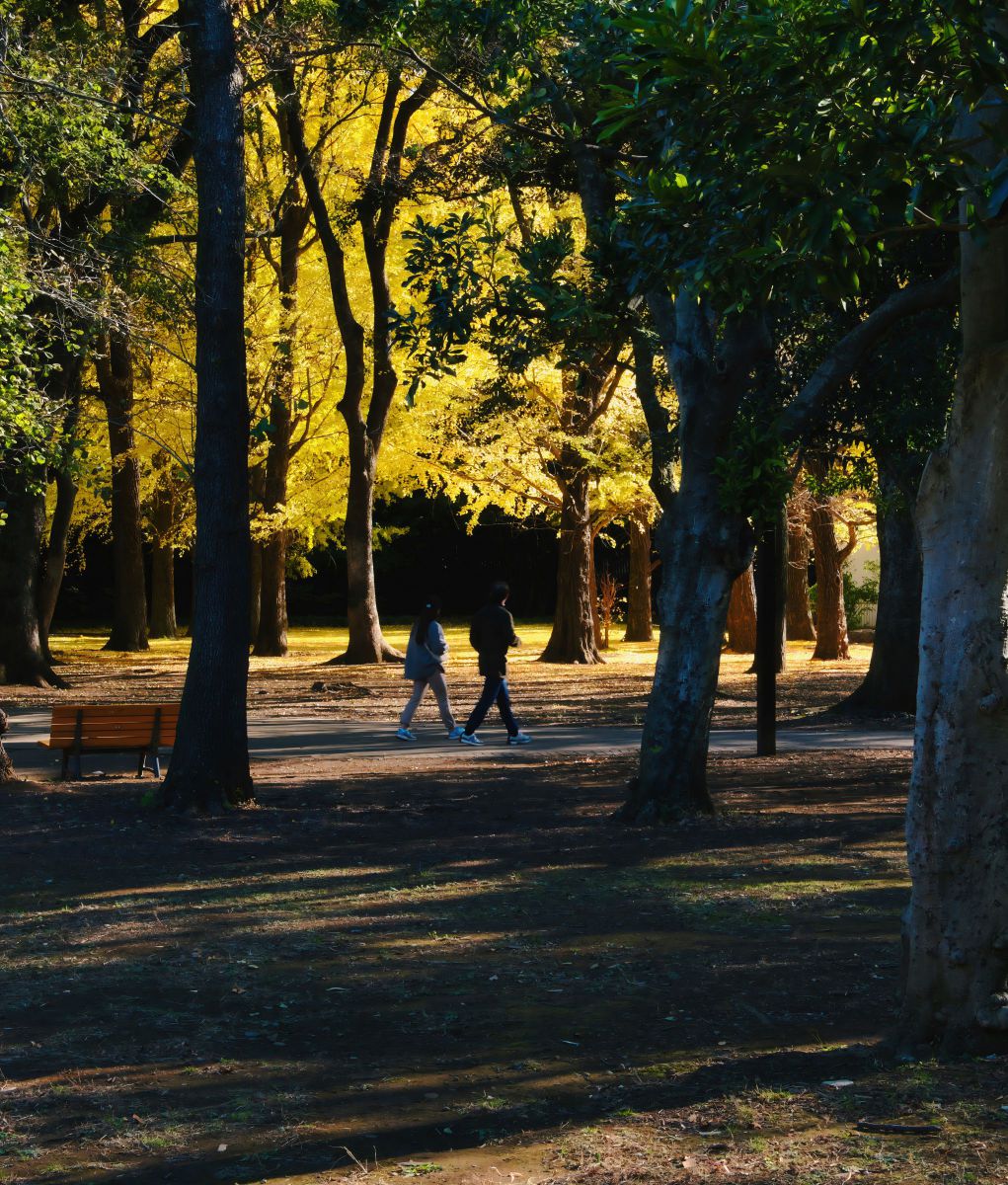 Yellow leaves | GANREF