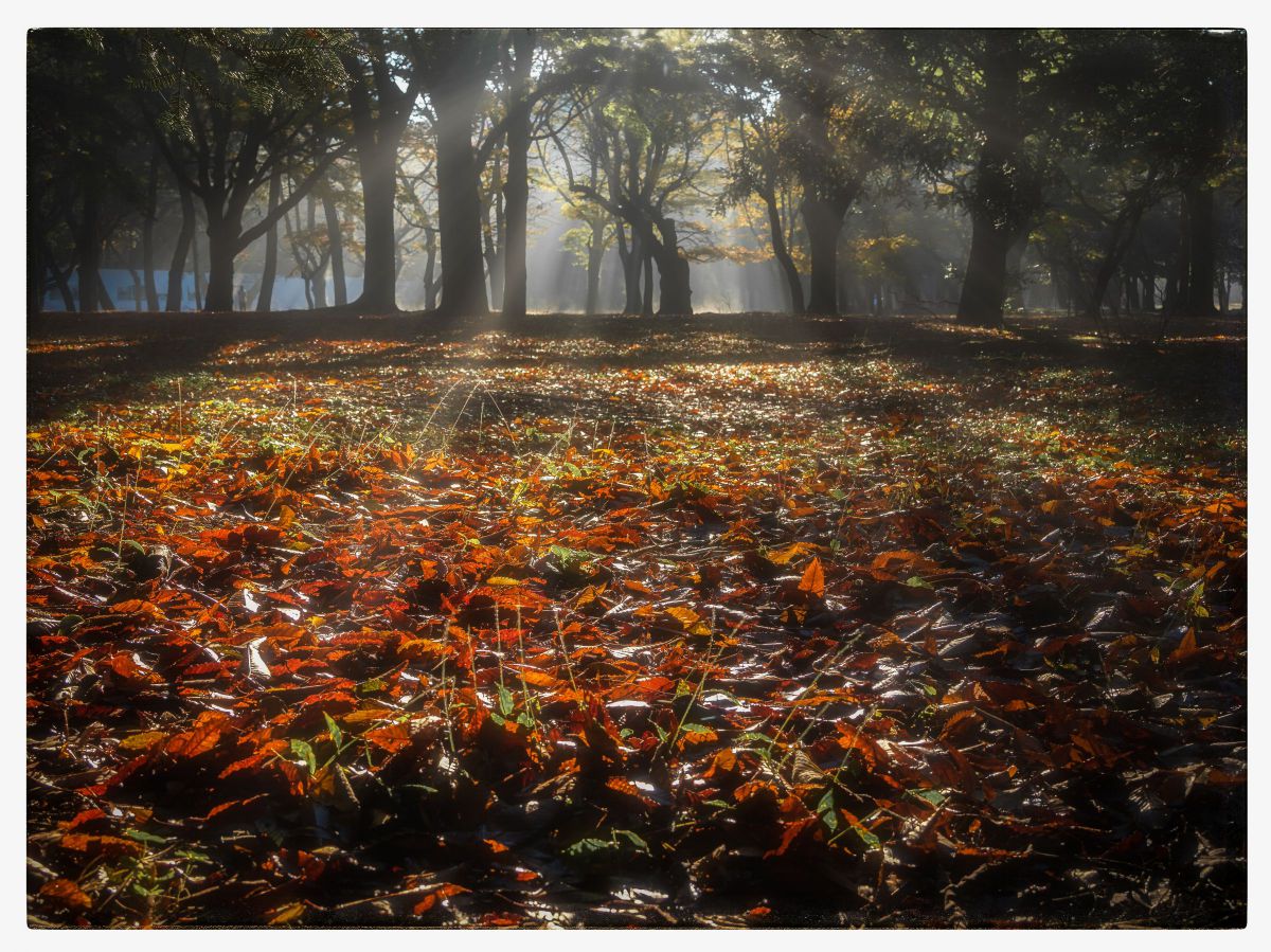 late in autumn 晩秋の頃 | GANREF