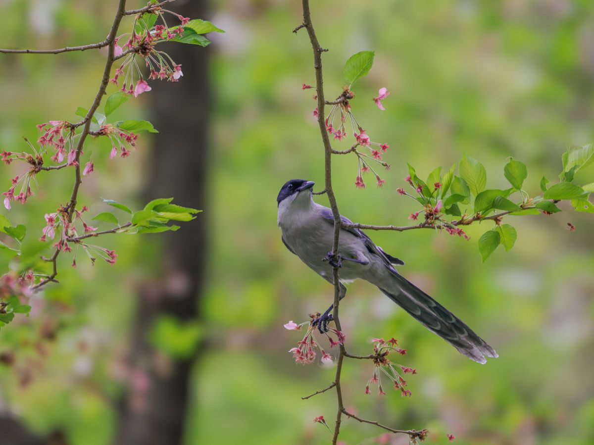 オナガ2024 | GANREF