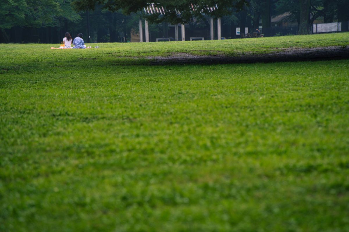 雨上がりの公園風景 芝生には二人っきり.jpeg | GANREF