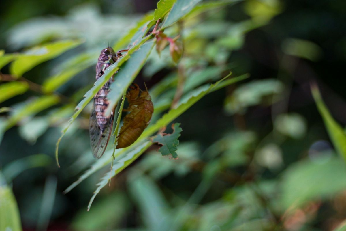 Ready to fly | GANREF