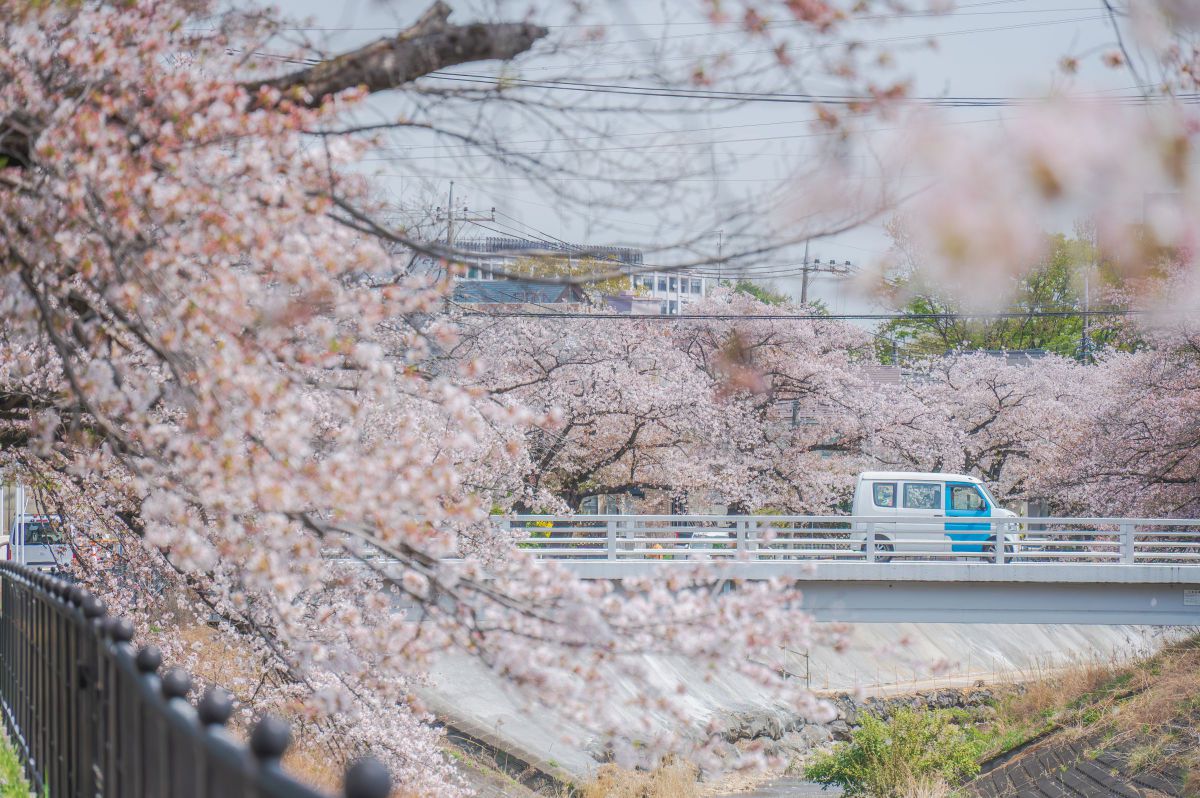 パステルロード | GANREF