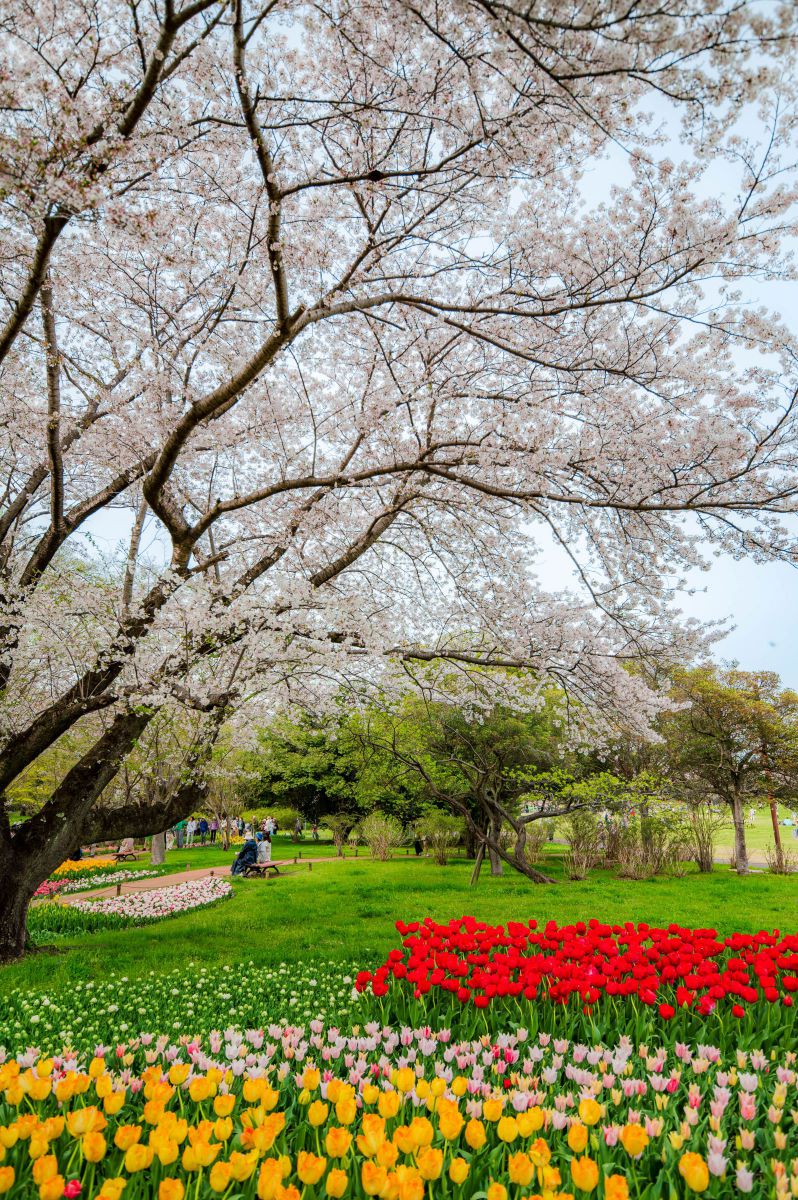 チューリップと桜 | GANREF