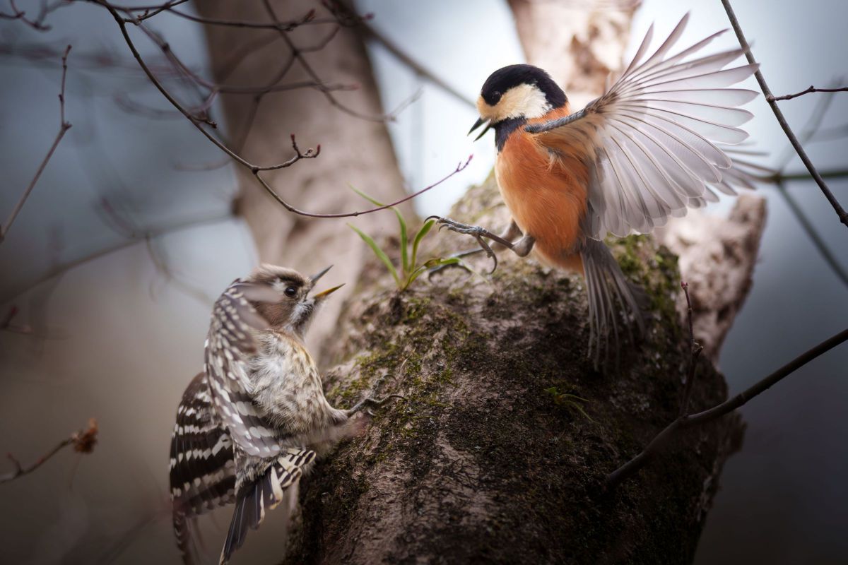 コゲラ vs ヤマガラ | GANREF