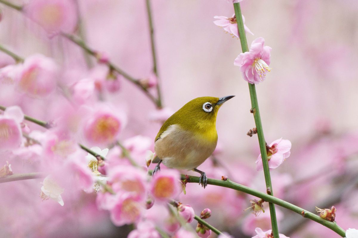 梅ジロー | GANREF