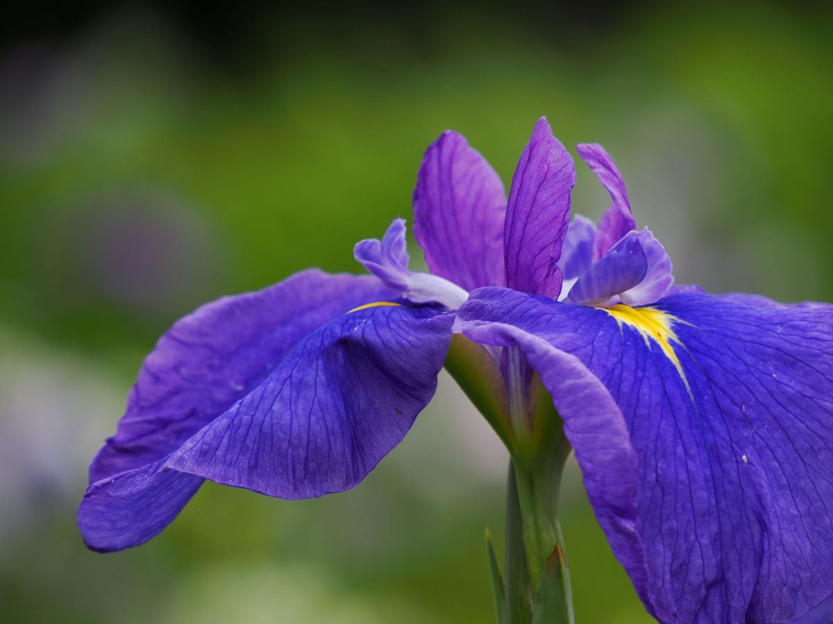 潮来のあやめ1 | GANREF