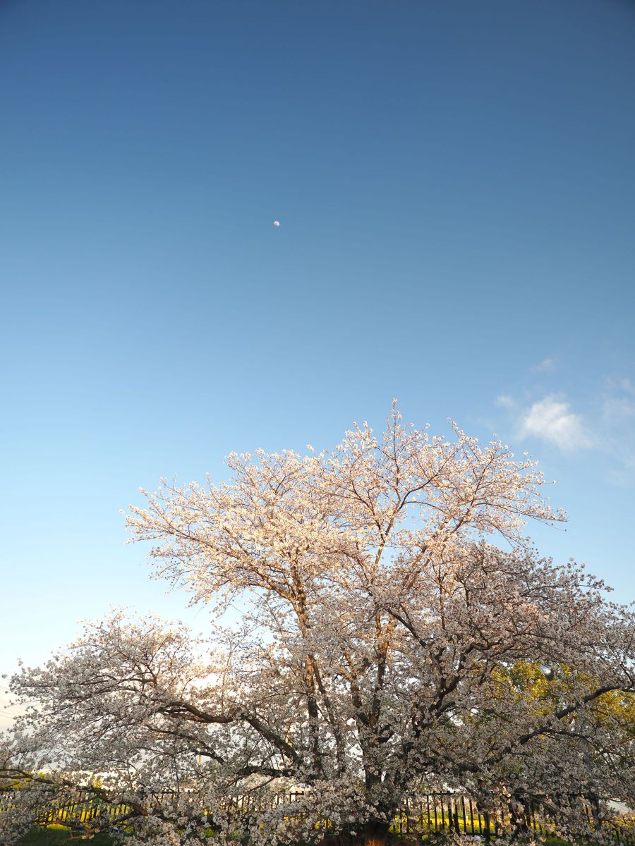 2025権現堂堤桜まつり | GANREF