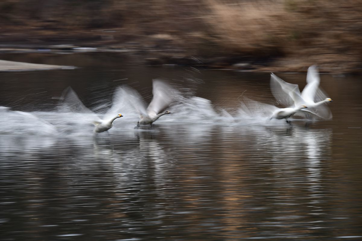 D850白鳥流し撮りss1/15連写 | GANREF