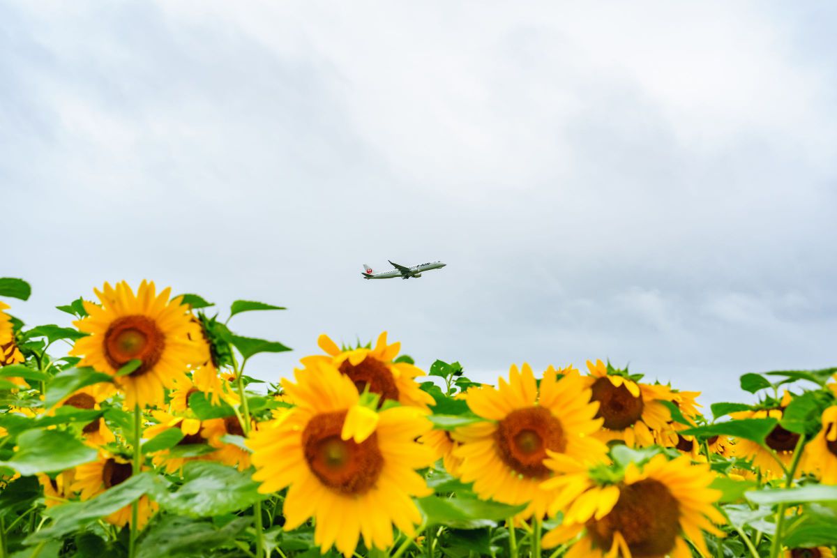 J-AIRとひまわり畑 | GANREF