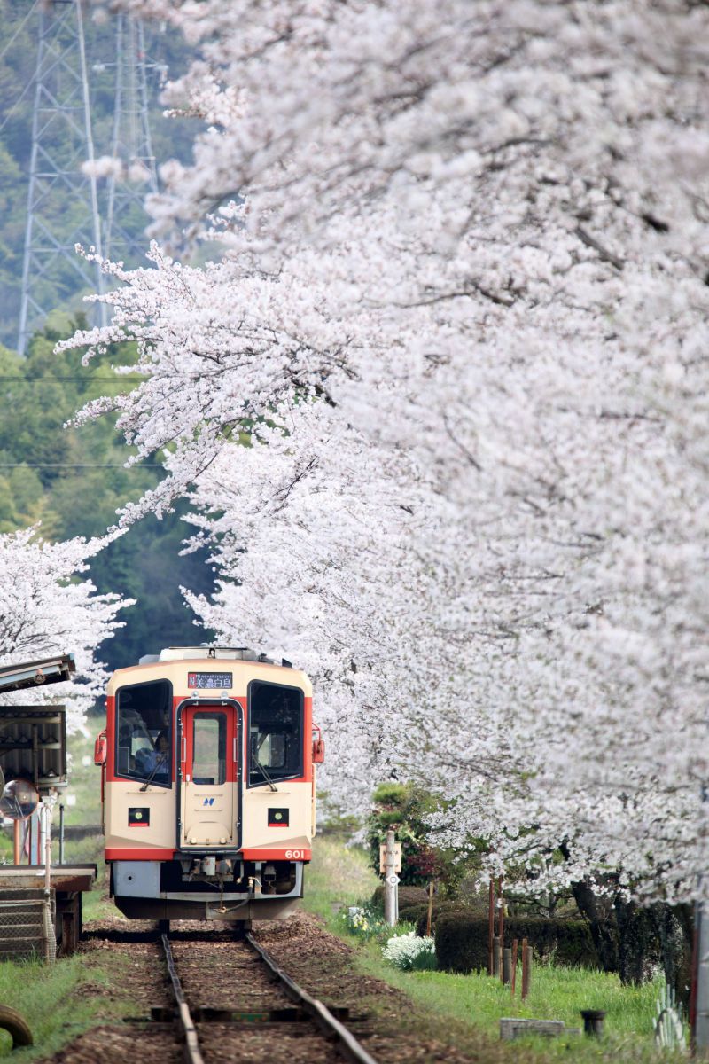 満開の桜並木 | GANREF