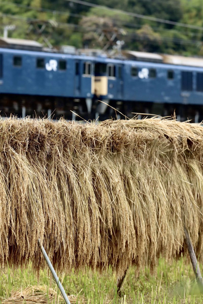 秋の山男 | GANREF