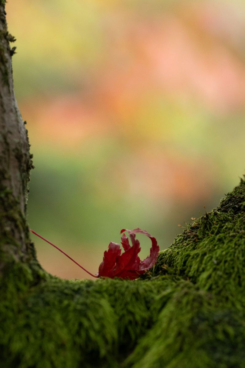 散りゆく秋 | GANREF