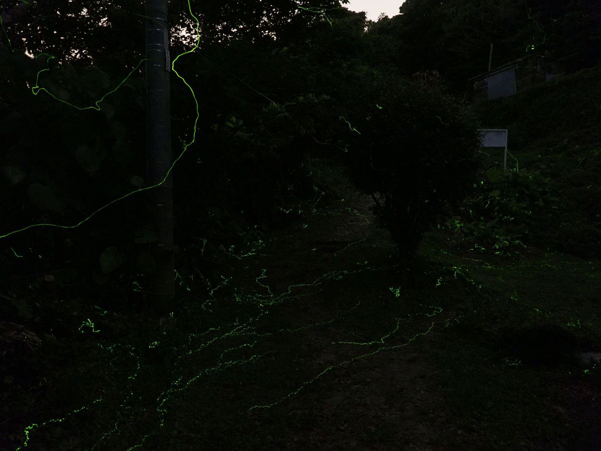 足元に広がる星空〜lightning bug〜 | GANREF