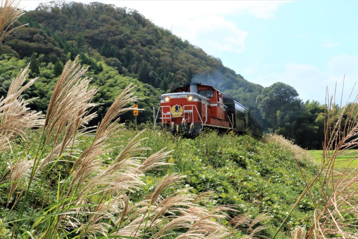 ススキとDD | GANREF