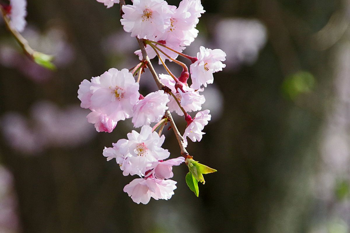 2024近隣の桜（10） | GANREF