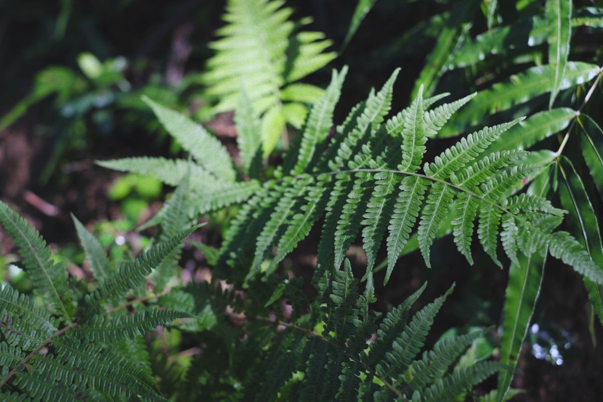 Sunny Shiny Morning | GANREF