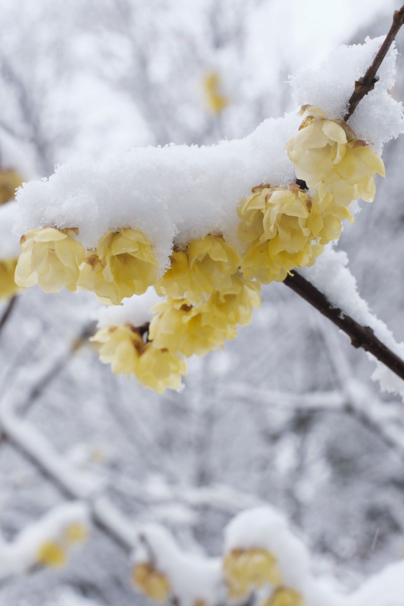 frozen flower | GANREF