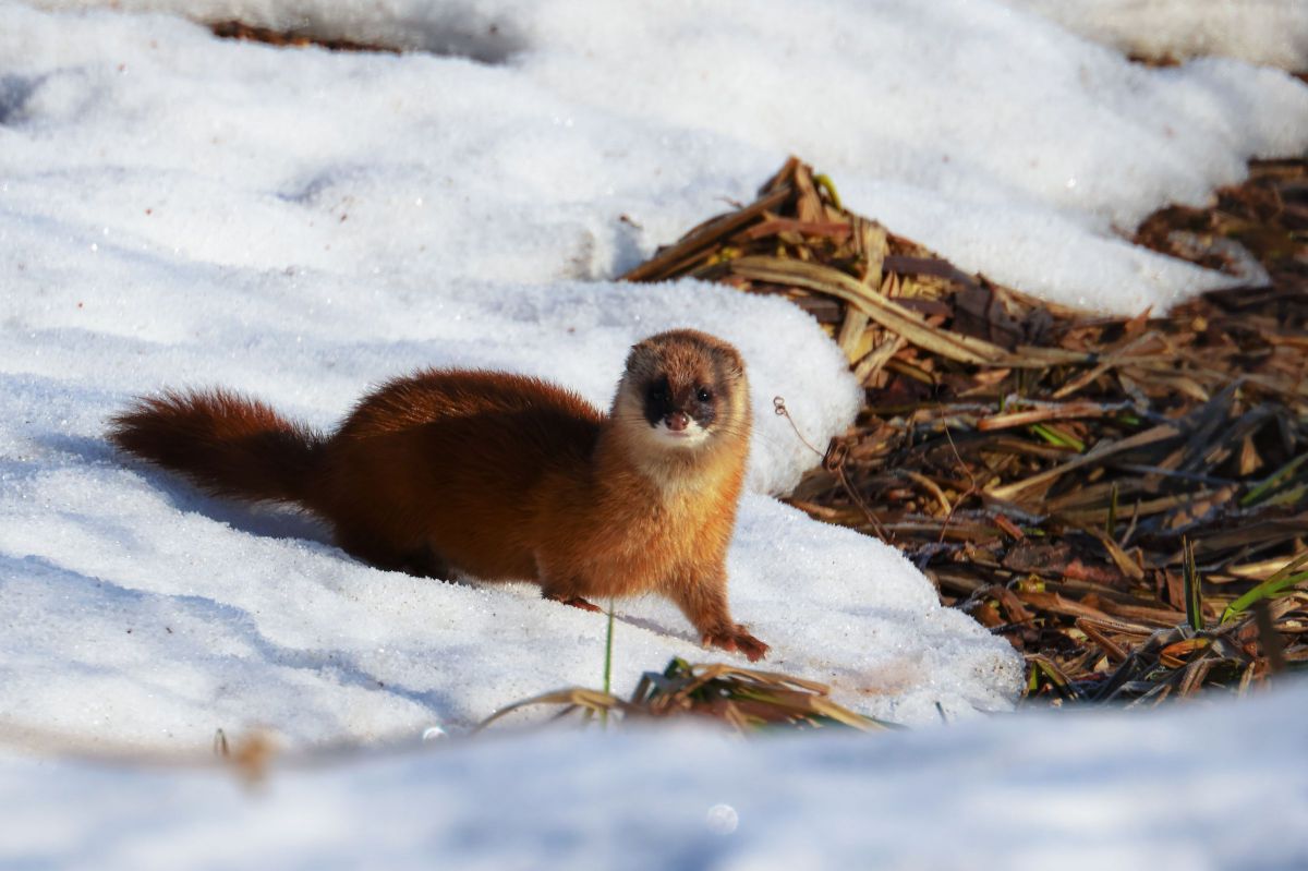 Wild weasel | GANREF