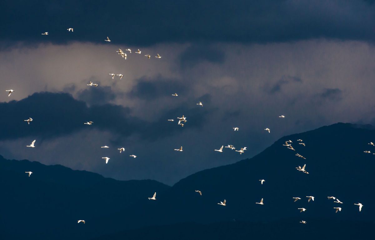 Wild dance of a swan. | GANREF