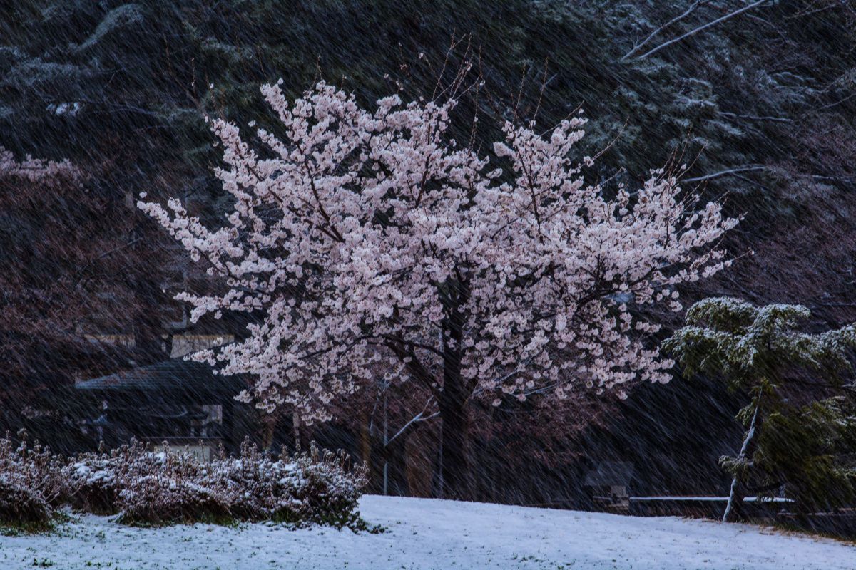 Cold in cherry blossoms season. | GANREF