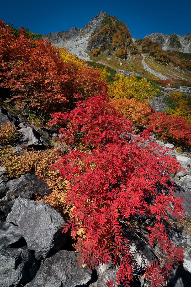 [2022]Burning Autumn | GANREF