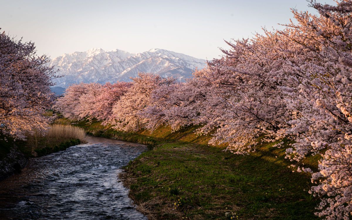 [2023]Carry The Spring | GANREF