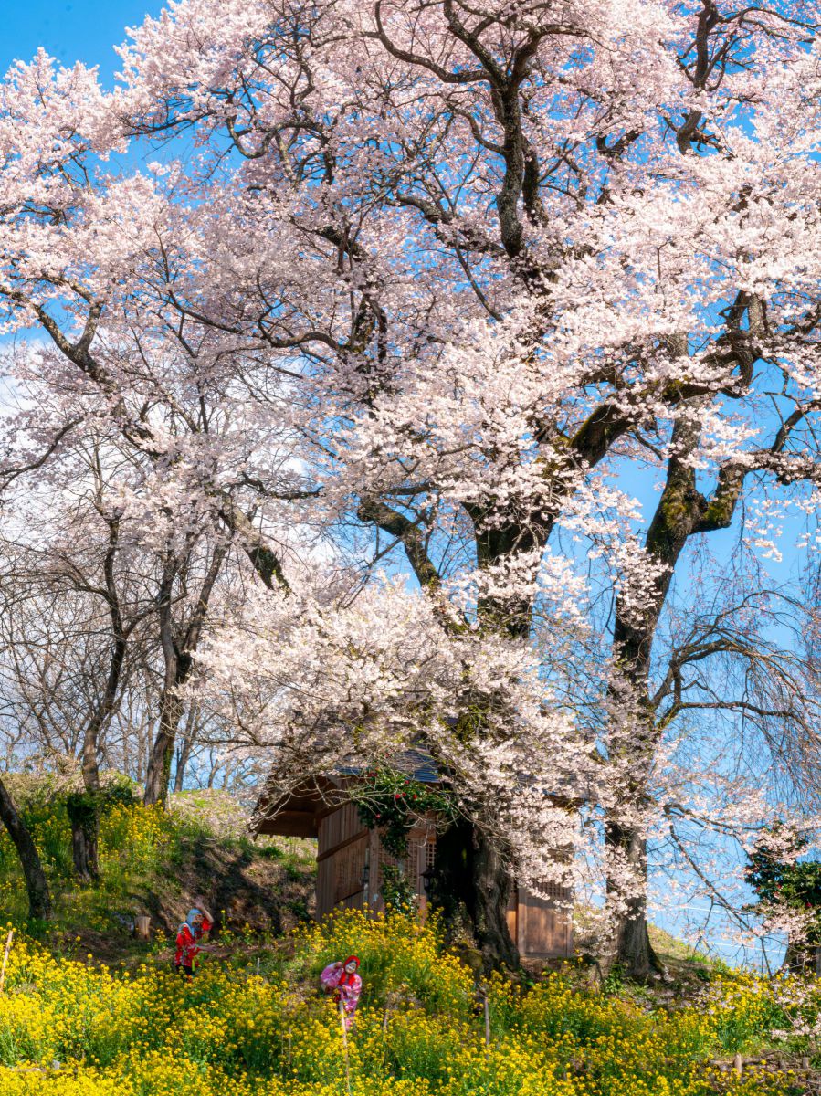 [2024]Cherry Blossoms Blooming | GANREF