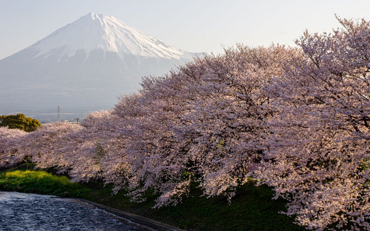 [2023]The Morning of Spring Haze | GANREF