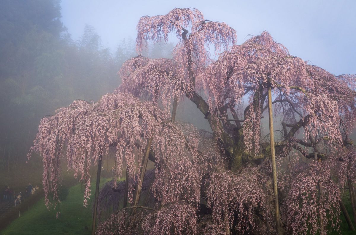 [2023]In The Morning Mist | GANREF