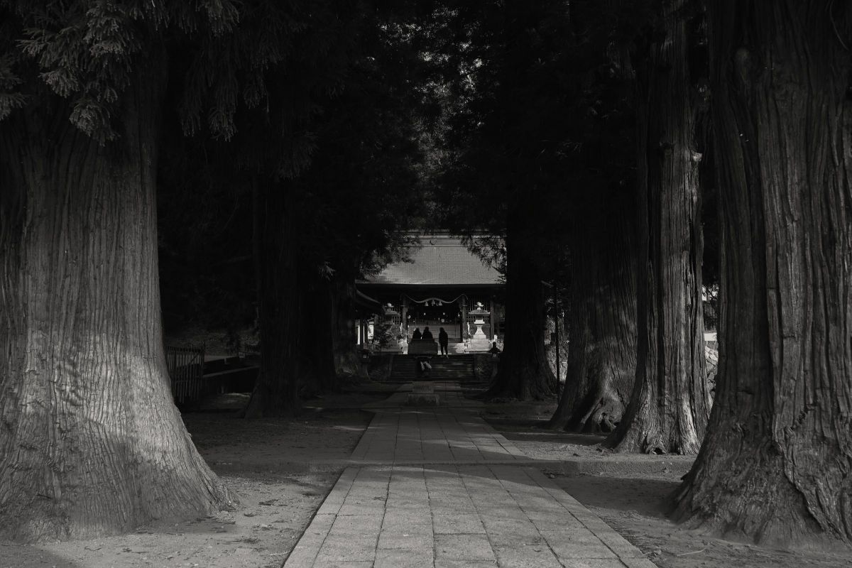 樹齢800年の参道.JPG | GANREF