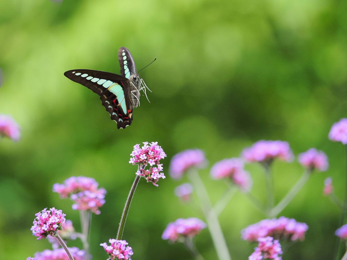 フライングV | GANREF