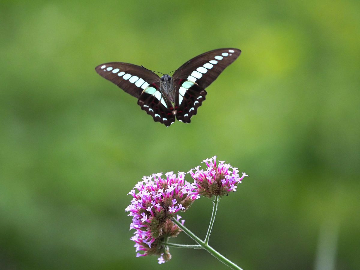 フライングV | GANREF