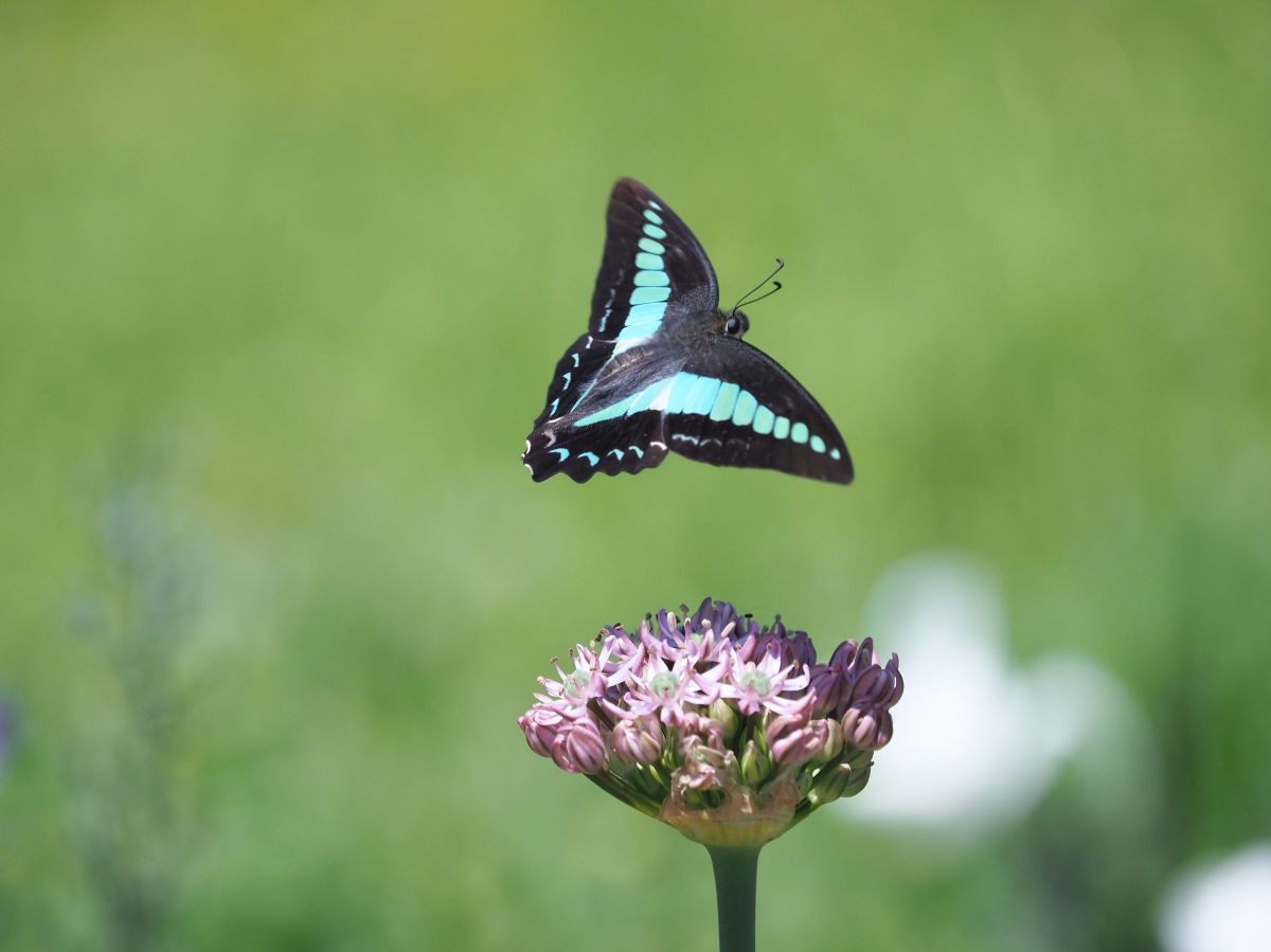 Blue Triangle | GANREF