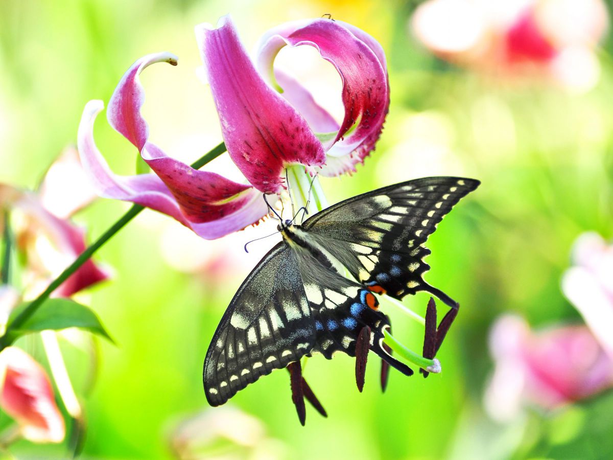 カノコユリにキアゲハ | GANREF