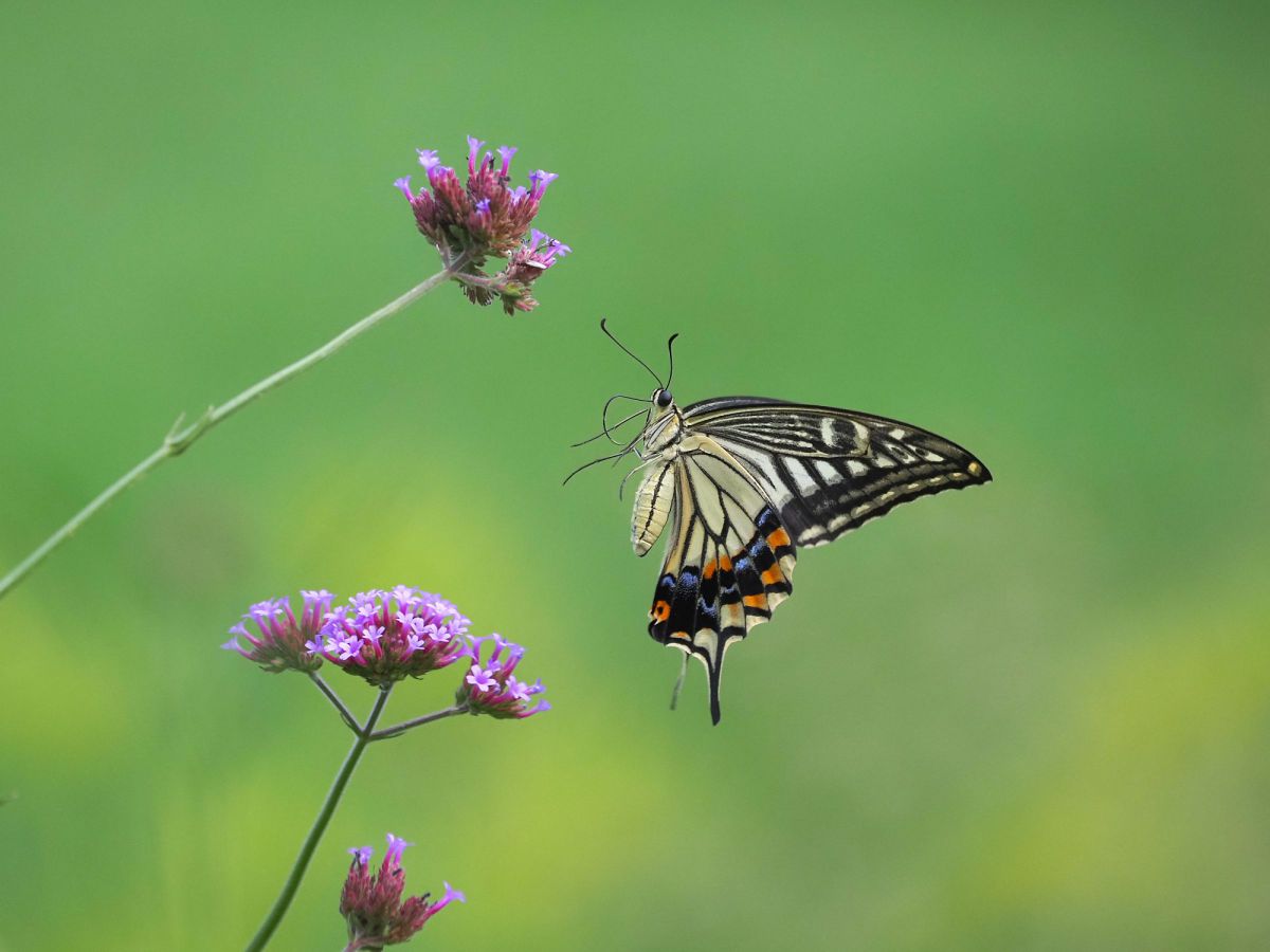 stop motion | GANREF