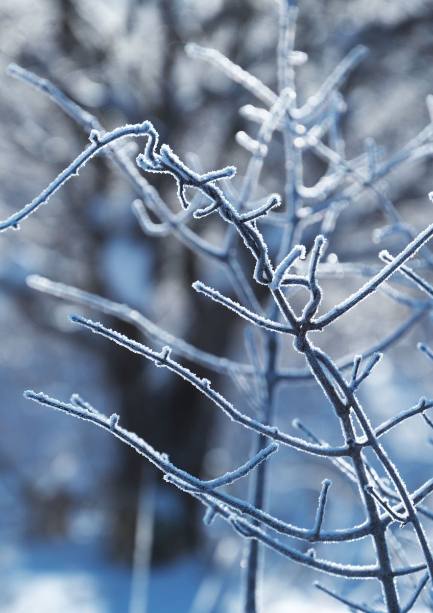 凍てつく | GANREF