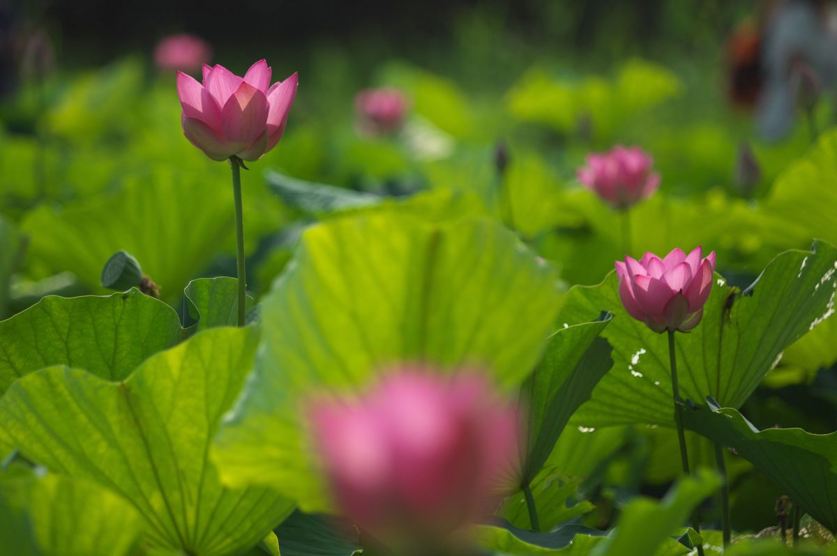 夏の花シリーズ16 | GANREF