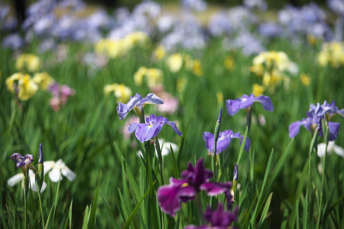 色とりどり6 | GANREF