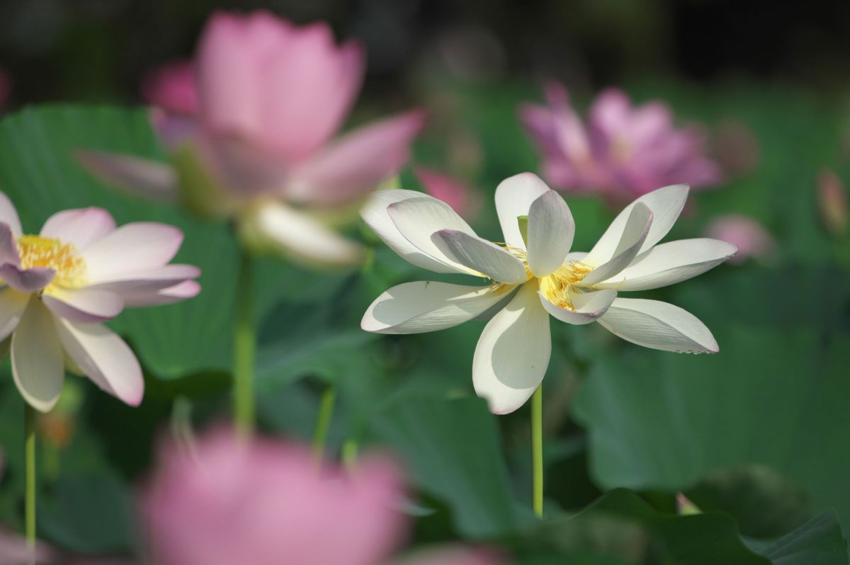 夏の花シリーズ15 | GANREF