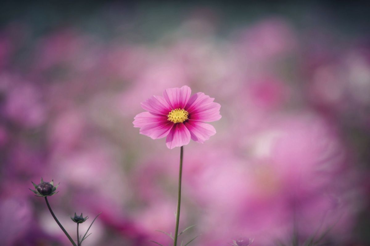 凛と咲く | GANREF