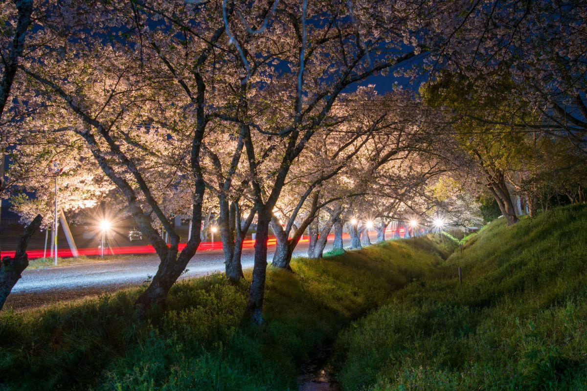 夜桜トンネルとレーザー | GANREF