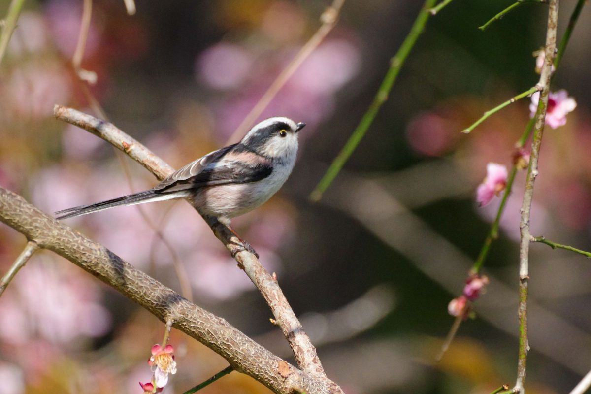 おすましエナガちゃん | GANREF