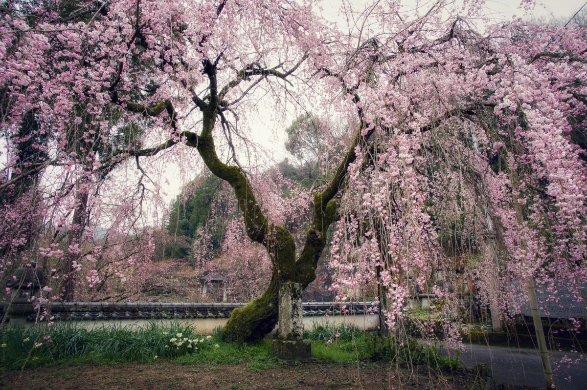 雨の枝垂れ桜 | GANREF